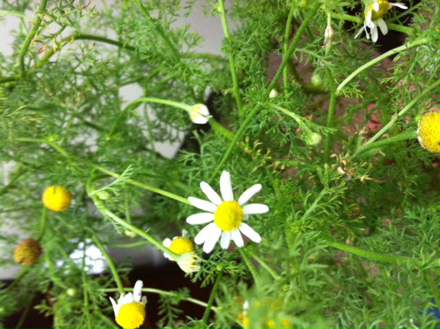 Weed of the Week: Mayweed chamomile - Forage Fax